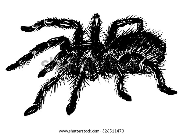 4,664 Tarantula Draw Images, Stock Photos & Vectors | Shutterstock