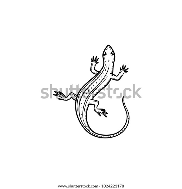 Vector Hand Drawn Salamander Outline Doodle Stock Vector (Royalty Free ...