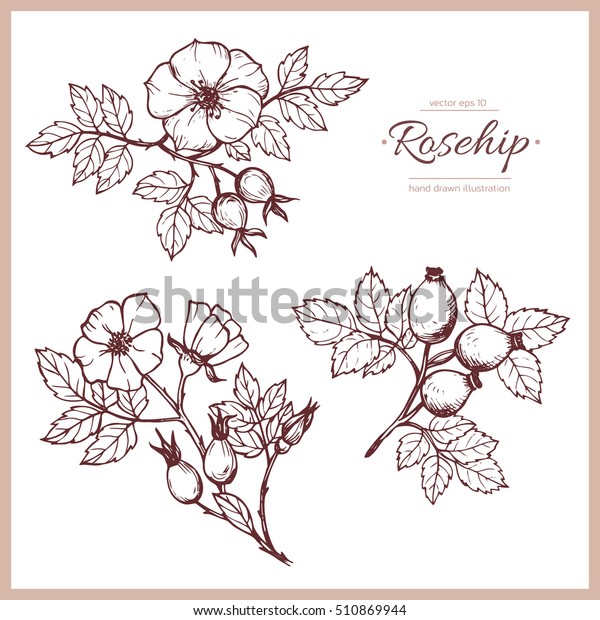 Vector Hand Drawn Set Rosehipvintage Design Stock Vector (Royalty Free ...