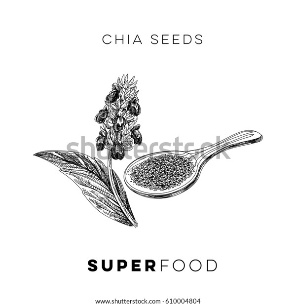 Vector Hand Drawn Superfood Illustration Chia Stock Vector (Royalty ...