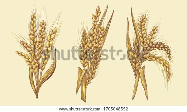 Vector Handdrawn Wheat Ears Drawing Bunch Stock Vector (Royalty Free ...