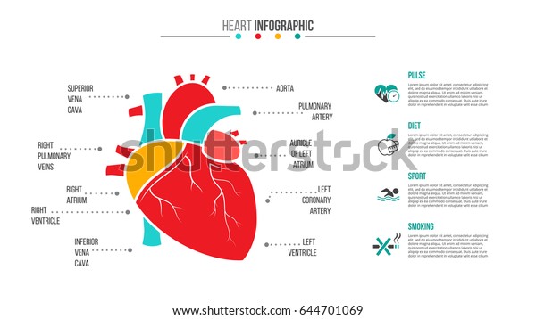 Vector human heart infographic. Medical and healthcare template for ...