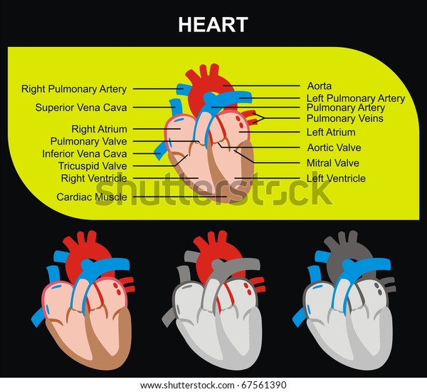 VECTOR - Piezas de la Sección del Corazón Humano (Aorta, Atrio y ...
