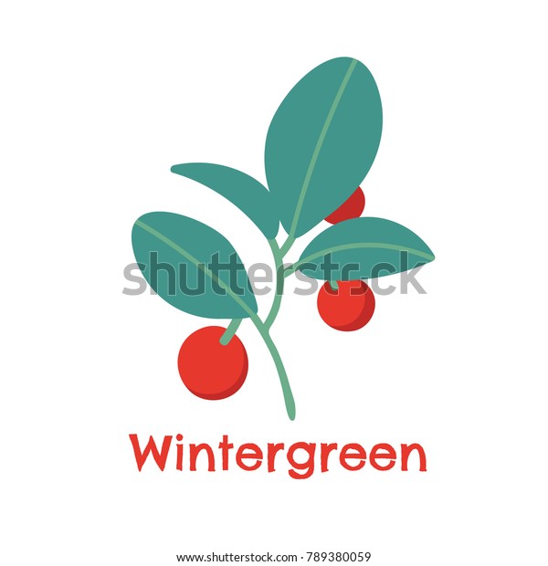 Vector Icon Sign Symbol Wintergreen Plant Stock Vector (Royalty Free ...
