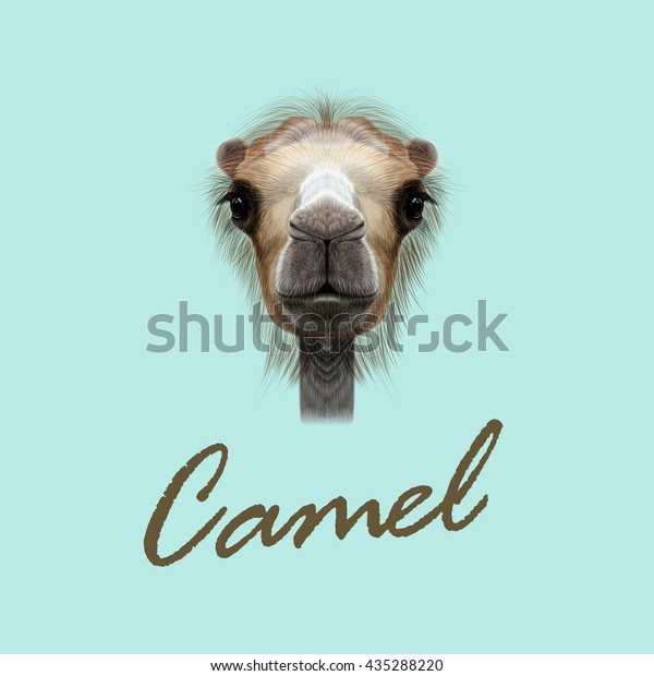 Vector Illustrated Portrait Camel Cute Face Stock Vector (Royalty Free ...