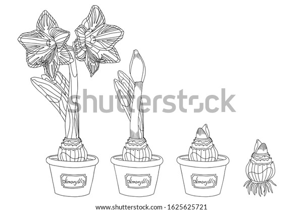 Vector Illustration Amaryllis Growth Stages Hippeastrum 스톡 벡터(로열티 프리 ... Vector Illustration Amaryllis Growth Stages Hippeastrum 스톡 벡터(로열티 프리 ...