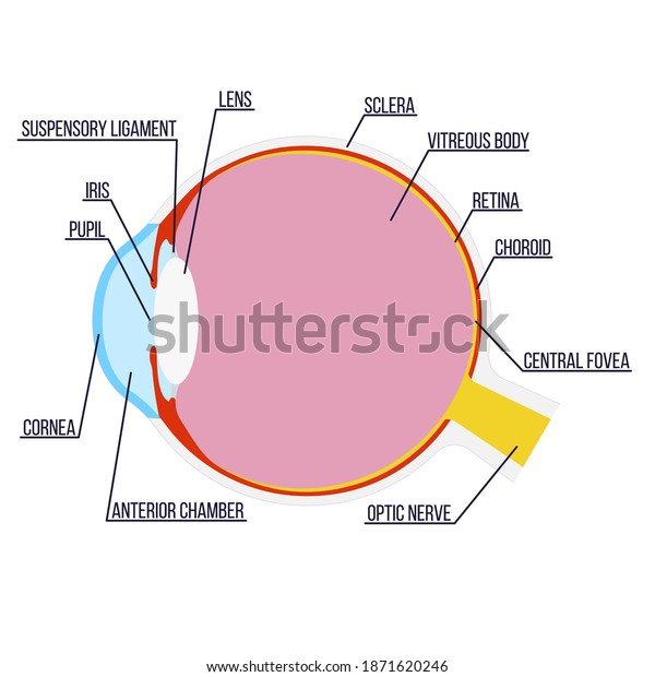 Vector Illustration Anatomical Structure Eye Captions Stock Vector ...