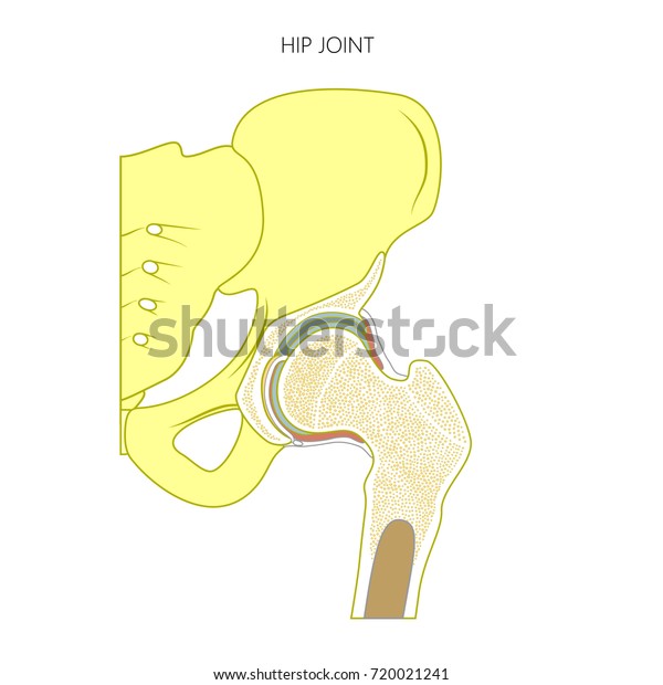 Vector Illustration Anatomy Healthy Human Hip Stock Vector (Royalty ...