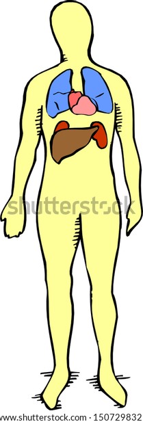 Vector Illustration Anatomy Human Body System Stock Vector (Royalty ...