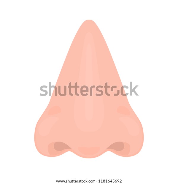 Vector Illustration Anatomy Human Nose Vector Stock Vector (Royalty ...