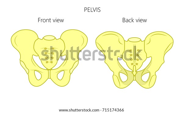 Vector Illustration Anatomy Human Pelvis Front Stock Vector (Royalty ...