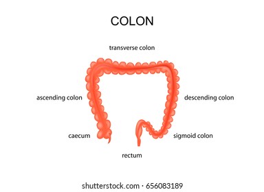 225 Blind gut Images, Stock Photos & Vectors | Shutterstock