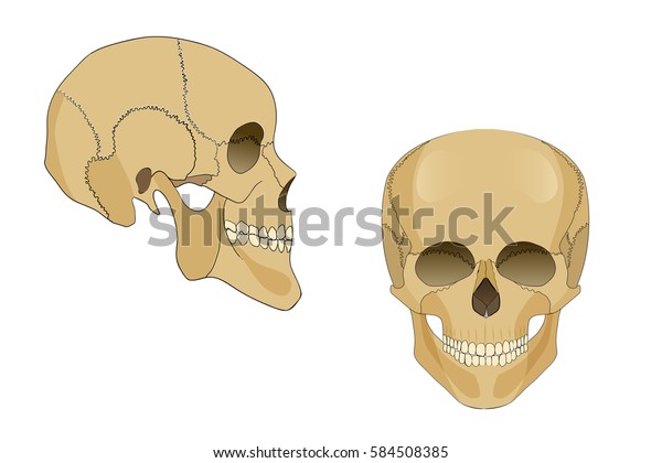 Vector Illustration Anatomy Skull Stock Vector (Royalty Free) 584508385 ...