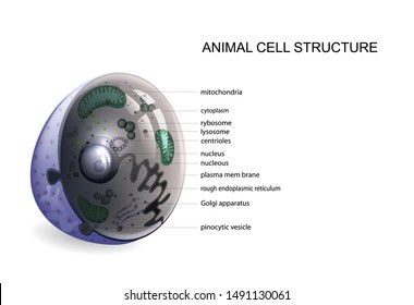 Vector Illustration Animal Cell Cell Wall Stock Vector (Royalty Free ...