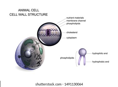 Vector Illustration Animal Cell Cell Wall Stock Vector (Royalty Free ...
