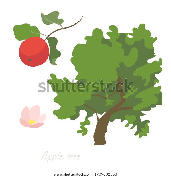Vector Illustration Apple Tree Parts Stock Vector (Royalty Free ...