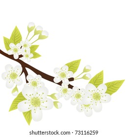 Vector Illustration Appletree Branch Flowers Isolated Stock Vector ...