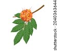 7,060 Ashoka Tree Images, Stock Photos, 3D objects, & Vectors ...