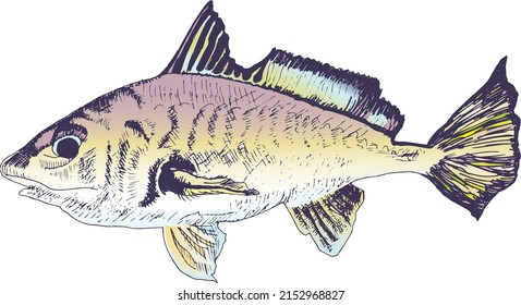 Vector Illustration Atlantic Croaker Fish Stock Vector (Royalty Free ...