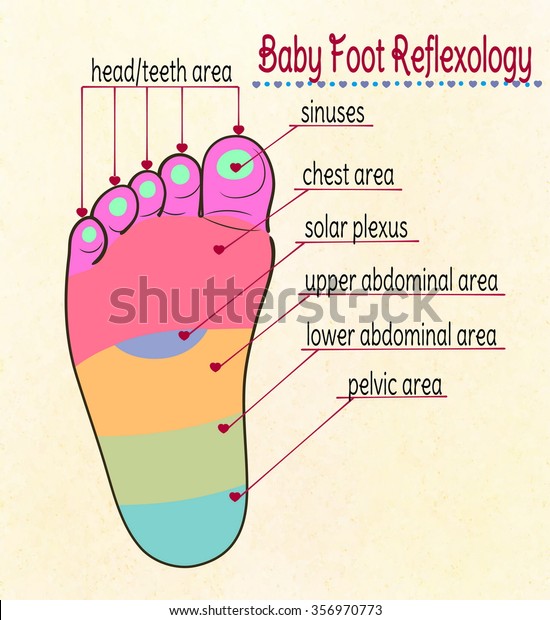 Vector Illustration Babys Feet Reflex Zones Stock Vector (Royalty Free ...