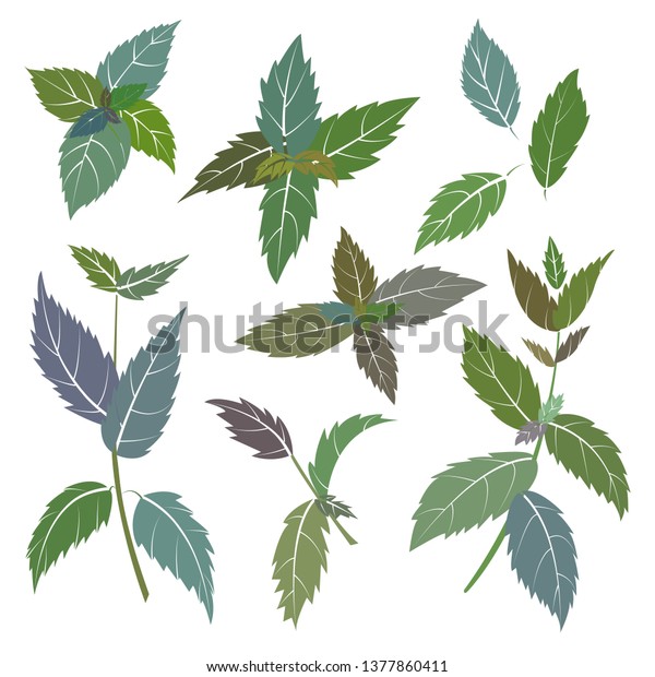 Vector Illustration Basil Branches Herbal Design Stock Vector (Royalty ...