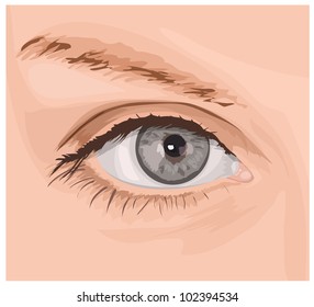 Beautiful Eyes Vector Illustration Stock Vector (Royalty Free) 103548653