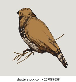 Colorado State Bird Vintage Logo Lark 库存矢量图（免版税）1050241817 | Shutterstock