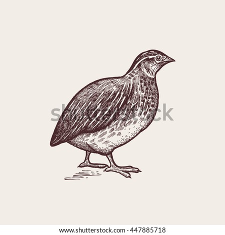 Vector Illustration Bird Quail Series Farm Stock Vector (Royalty Free ...