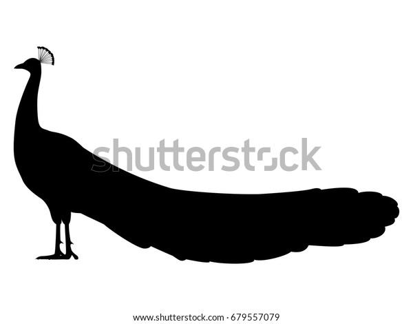 Peacock shadow : 2 821 images, photos et images vectorielles de stock ...