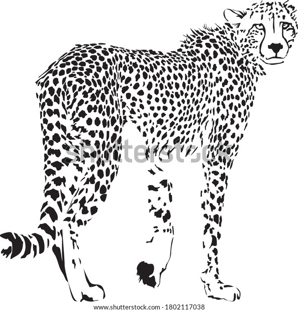Vector Illustration Black White Cheetah Stock Vector (Royalty Free ...