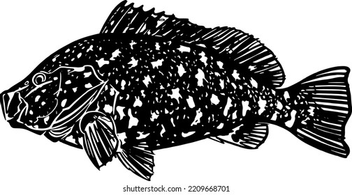 Vector Illustration Black White Ocean Fish Stock Vector (Royalty Free ...