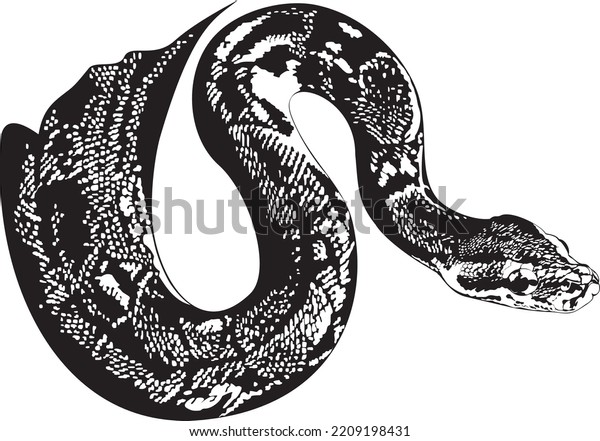 Vector Illustration Boa Snake On White Stock Vector (Royalty Free ...