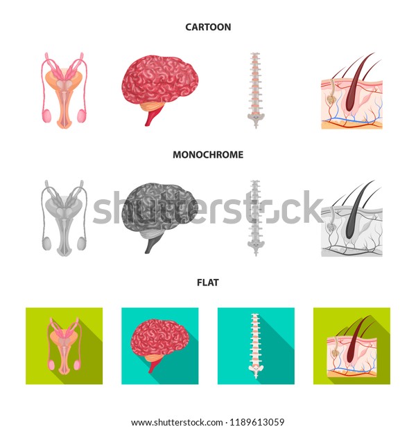 Vector Illustration Body Human Symbol Set Stock Vector (Royalty Free ...
