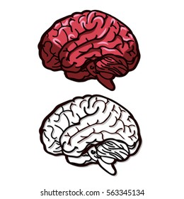 Vector Illustration Brain Color Line Stock Vector (Royalty Free ...