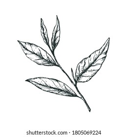 2,424 Matcha Drawing Images, Stock Photos & Vectors | Shutterstock