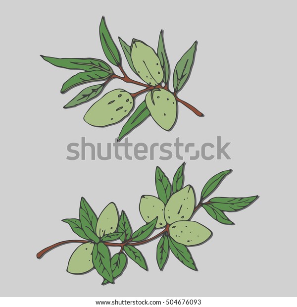 Vector Illustration Branch Almond Tree Almonds Stock Vector (Royalty ...