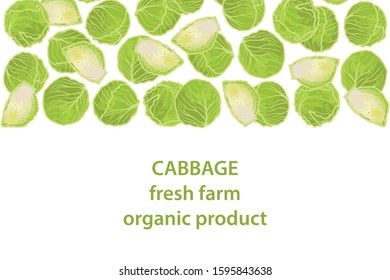 Vector Illustration Cabbage Isolated Lettering Cabbage Stock Vector ...