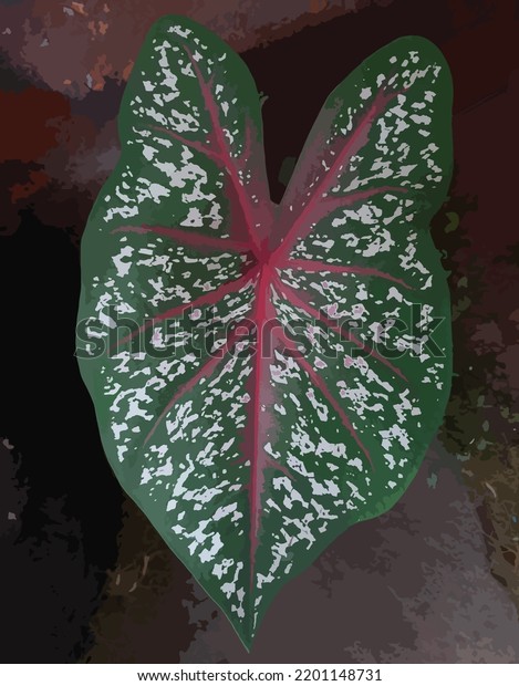 Vector Illustration Caladium Bicolor Design Content Stock Vector ...