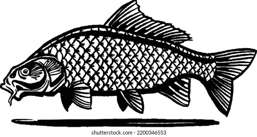 Vector Illustration Carp Fish Isolated On Stock Vector (Royalty Free ...