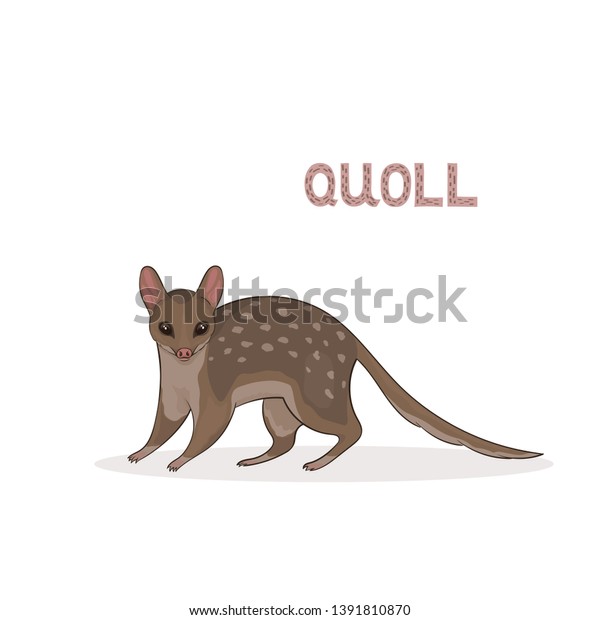 Vector Illustration Cartoon Cute Quoll Isolated Stock Vector (Royalty ...