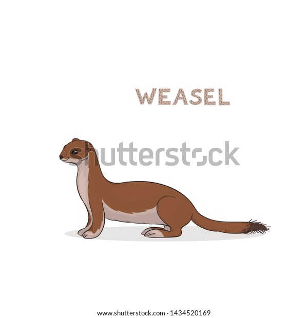 Vector Illustration Cartoon Cute Weasel Isolated Stock Vector (Royalty ...