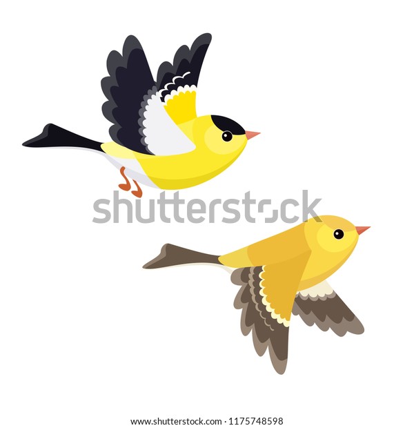 Vector Illustration Cartoon Flying American Goldfinch Stock Vector ...