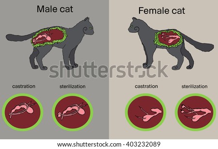 Vector Illustration Castration Sterilization Cats Structure stockvector ...