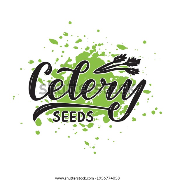 Vector Illustration Celery Seeds Lettering Packages Stock Vector ...