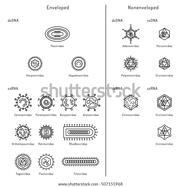 Vector Illustration Cells Microorganisms Viruses Dna Stock Vector ...