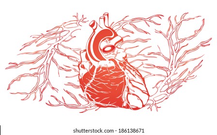1,215 Circulatory system drawing Images, Stock Photos & Vectors ...