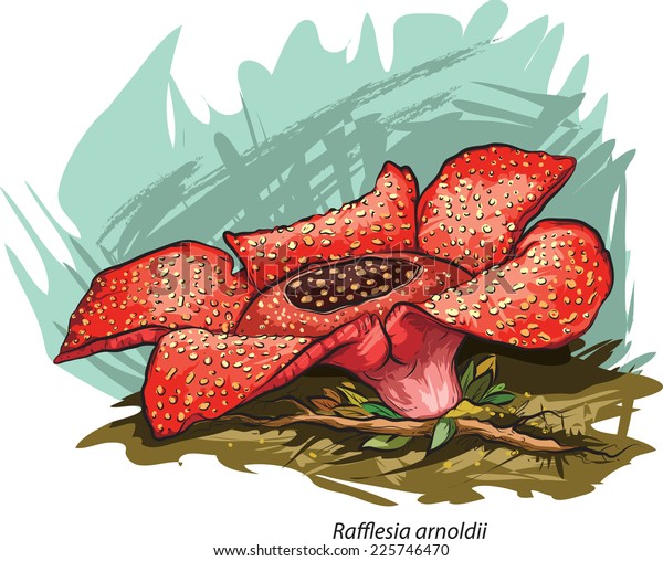 Vector illustration of Corpse flower (Rafflesia arnoldii).