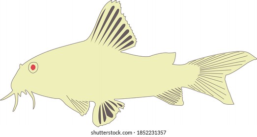 18 Corydoras catfish Stock Illustrations, Images & Vectors | Shutterstock