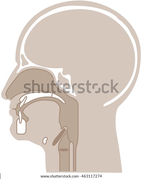 Vector Illustration Cross Section Human Head Stock Vector (Royalty Free ...
