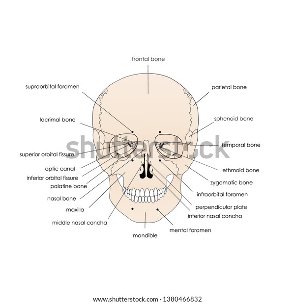 Vector Illustration Depicting Structure Skull On Stock Vector (Royalty ...